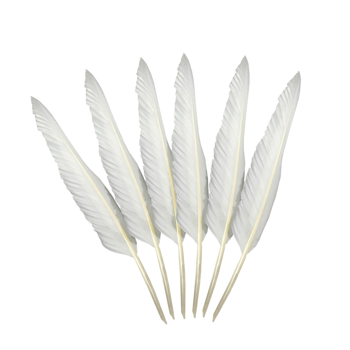 Extra Large White Feathers – Crafts and More