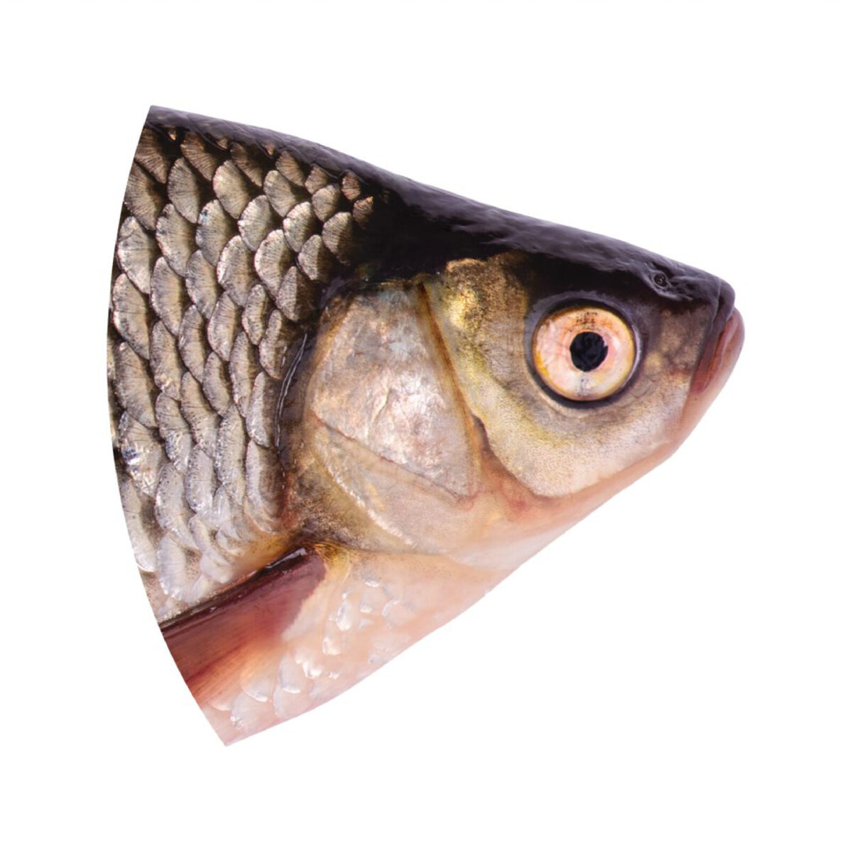 Paper Cutout – Fish Head – Crafts and More